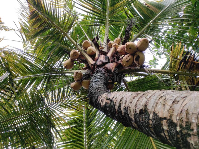 Indonesian Coconut Fruit Tree Natural Stock Photo - Image of tree ...