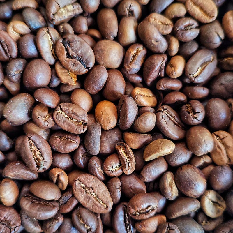 Indonesian Coffee Bean from Purwakarta Stock Photo - Image of vegetable ...