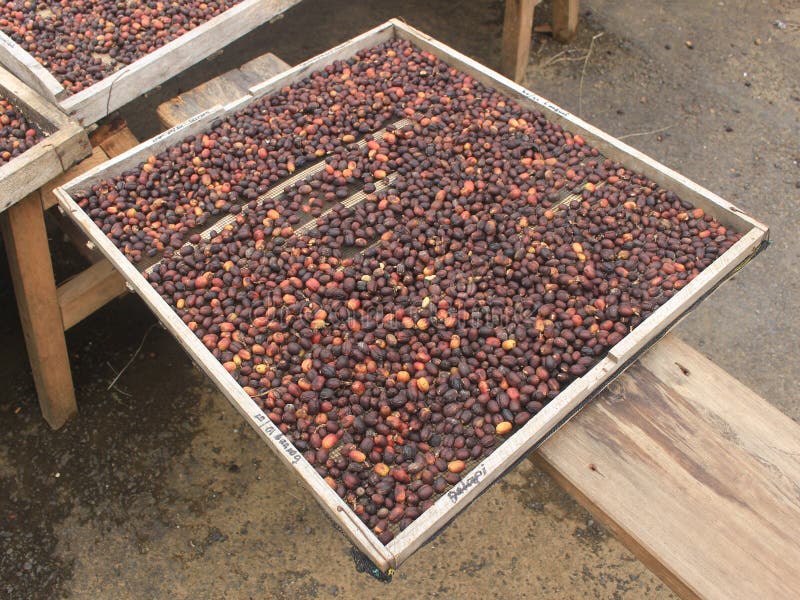 Indonesian Coffee Drying Process Stock Image - Image of cafeteria ...