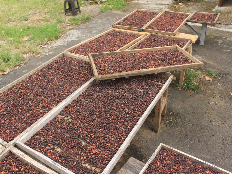 Coffee Drying Process in Colombian Agricultural Farm Stock Image ...