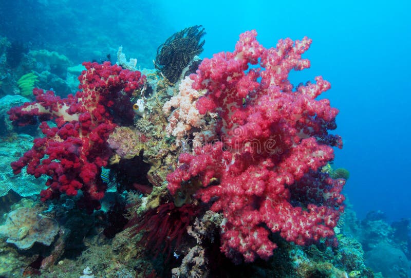 Indonesian Coral Reef Picture. Image: 7751755