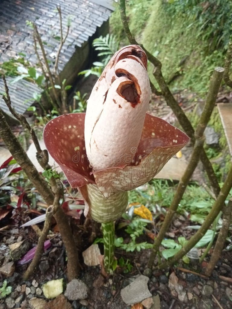 8,397 Godskeleton Corpse Stock Photos - Free & Royalty-Free Stock ...