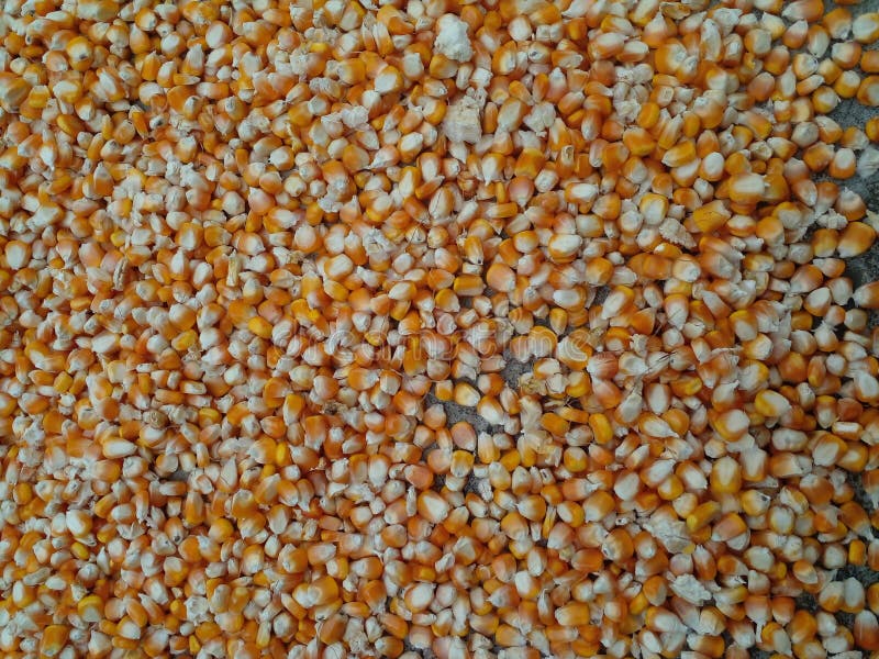 Indonesian Country Chicken Feed Corn Stock Image - Image of corn ...