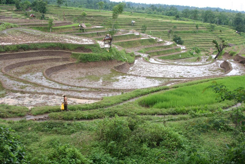 Indonesian Countryside on Sumbava Island Stock Image - Image of farm ...