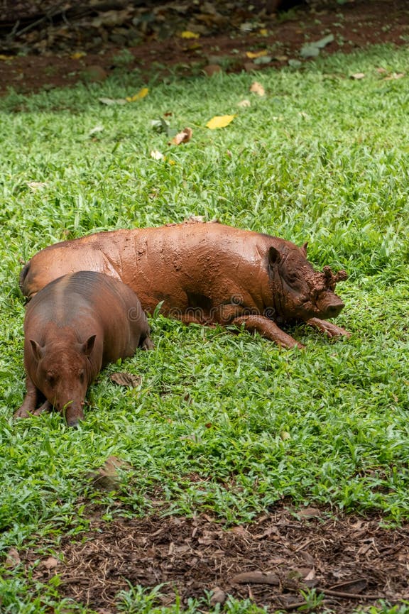 Indonesian deer boar stock image. Image of fauna, outdoor - 313604099
