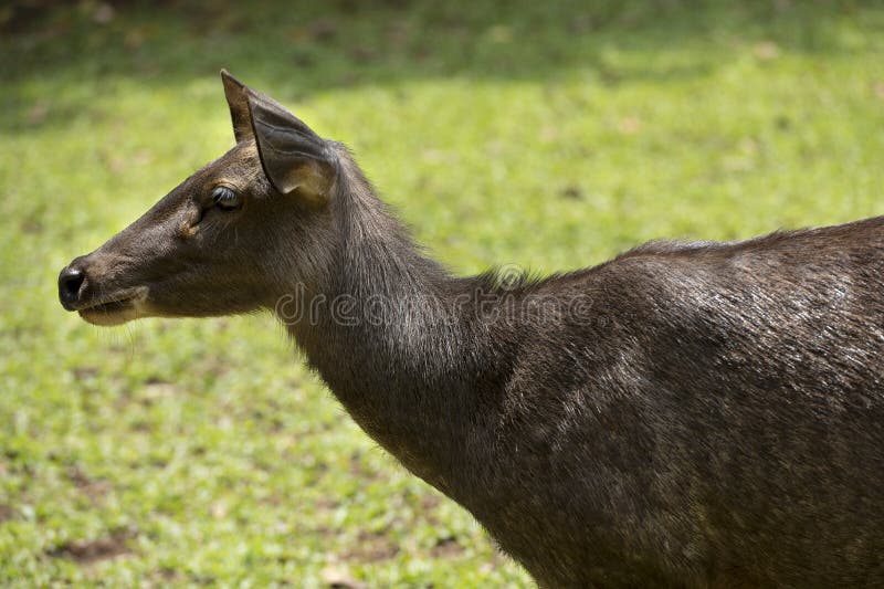 Indonesian Deer Inside the Cage Stock Photo - Image of natural, head ...