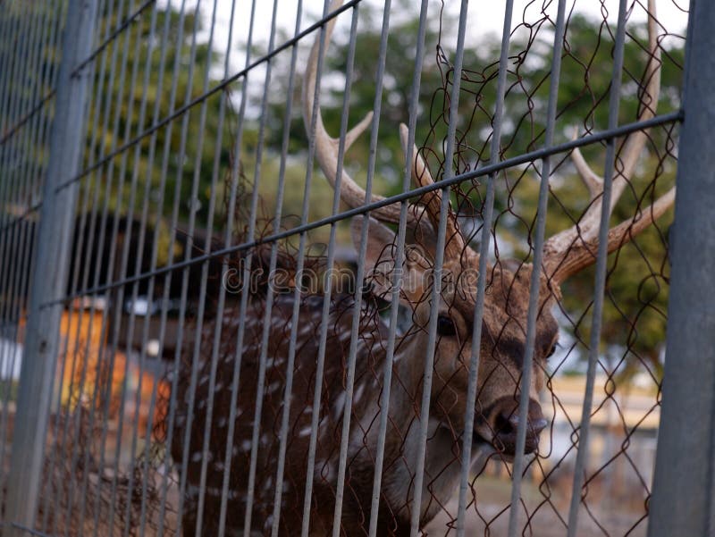 Indonesian Deer are One of the Animals that are Allowed To Be Kept in ...