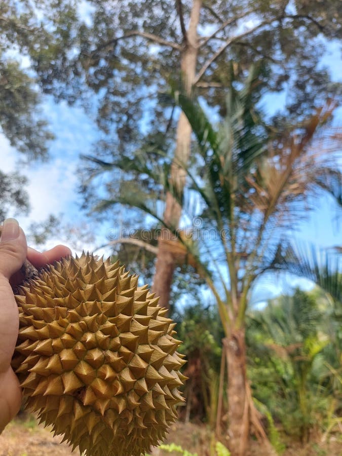 INDONESIAN DURIAN /FRUIT KING BORNEO ISLAND Stock Image - Image of ...