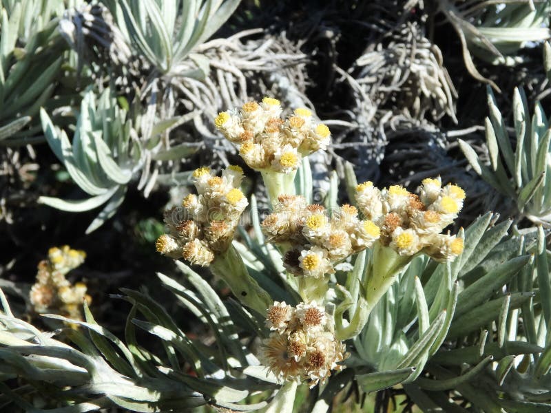 Indonesian Edelweiss in the Mountain, Gede Mountain Stock Photo - Image ...