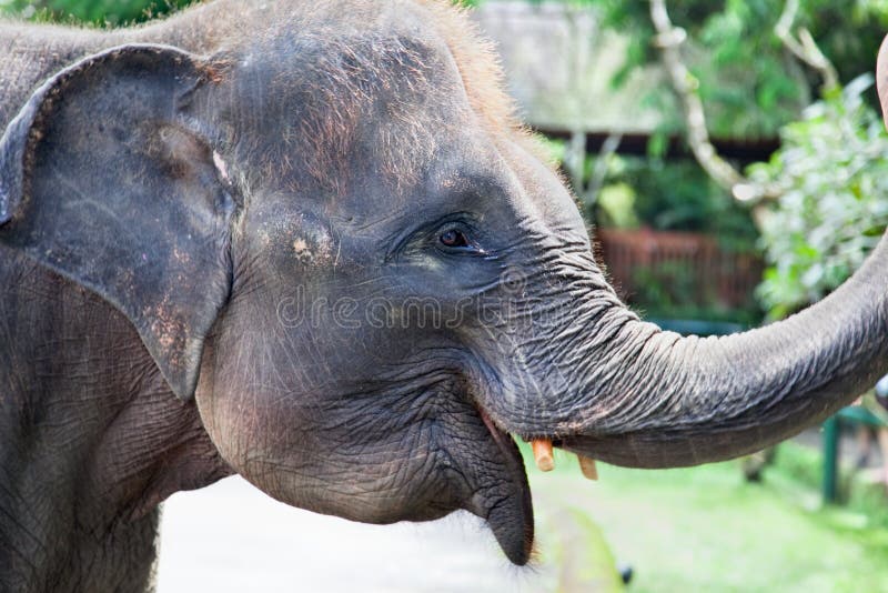 Indonesian Elephant Head Close Up Editorial Stock Image - Image of nose ...