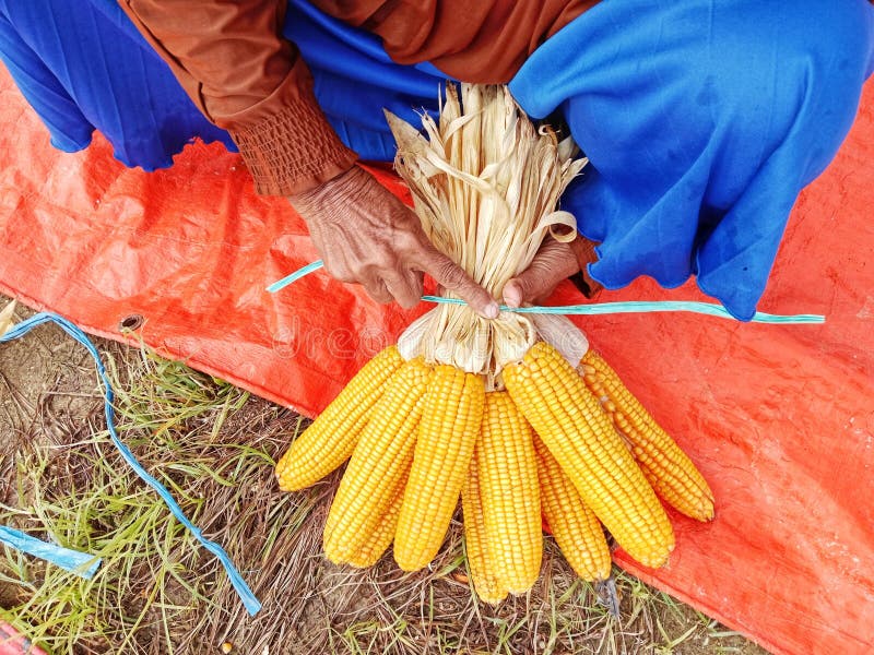 Indonesian Farmer Drying Corn Harvest Under the Hot Sun. Many Corn ...