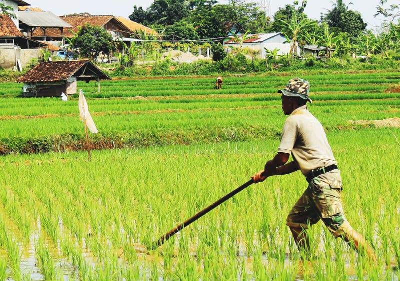 2,650 Indonesian Farmer Stock Photos - Free & Royalty-Free Stock Photos ...