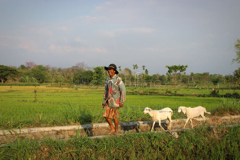 Indonesian Farmer Collecting Grow Seaweeds in a Basket from His Sea ...