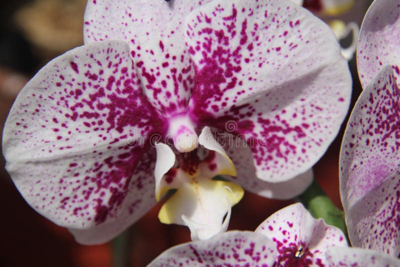 The Indonesian Flower Orchid Stock Photo - Image of parts, blossom ...