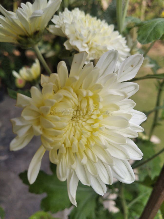 Indonesian flower stock image. Image of white, plants - 222023657