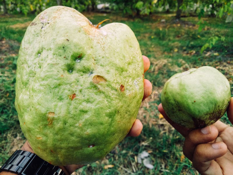 Indonesian Fresh Crystal Guava Stock Image - Image of adulation, flower ...