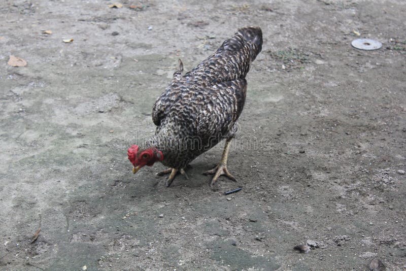Indonesian hen eat rice stock photo. Image of animal - 254654752