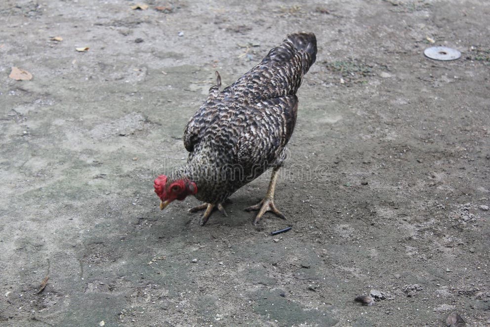 Indonesian hen eat rice stock photo. Image of animal - 254654752