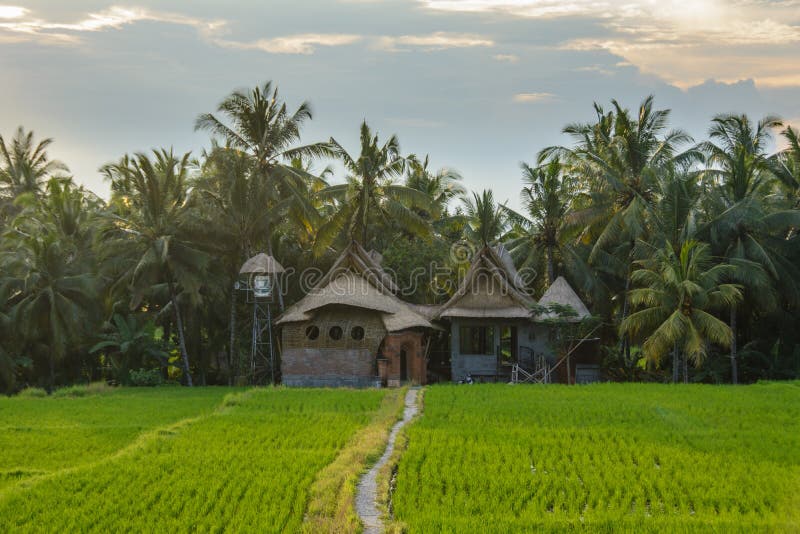 Indonesian House in Rice Fields of Ubud, Bali, Indonesia Stock Image ...