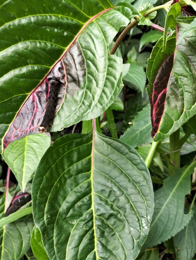 Indonesian Jawer Stock Photos - Free & Royalty-Free Stock Photos from ...