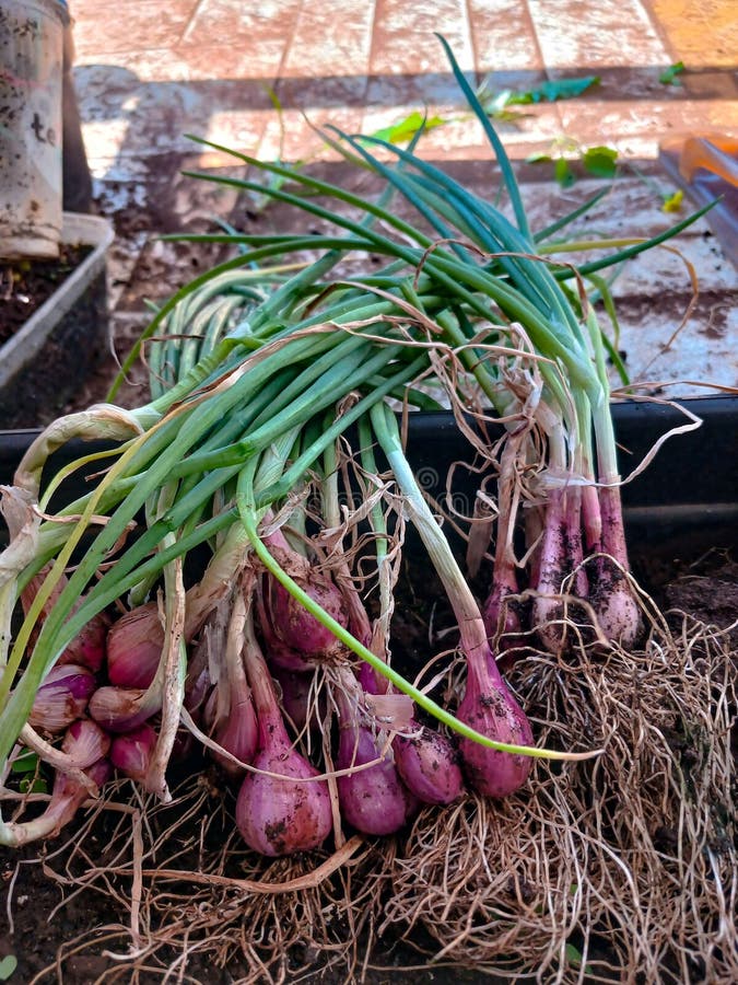Indonesian June 2024. Shallot Plants Still Have Roots and Stems Stock ...