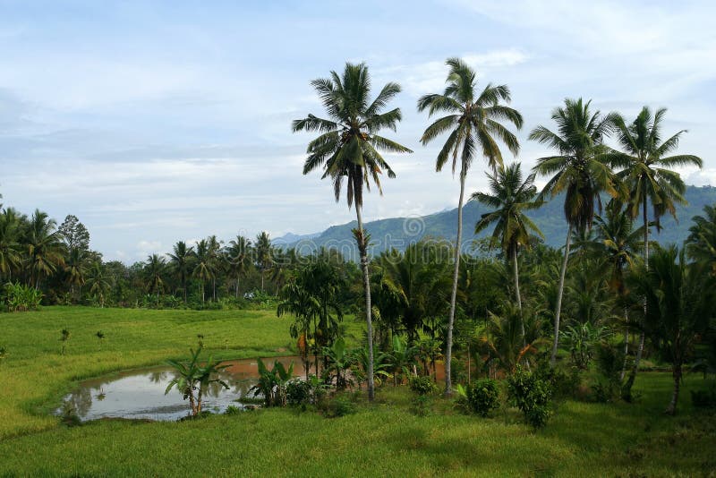 Indonesian Tropical Landscape Stock Photo - Image of climate ...