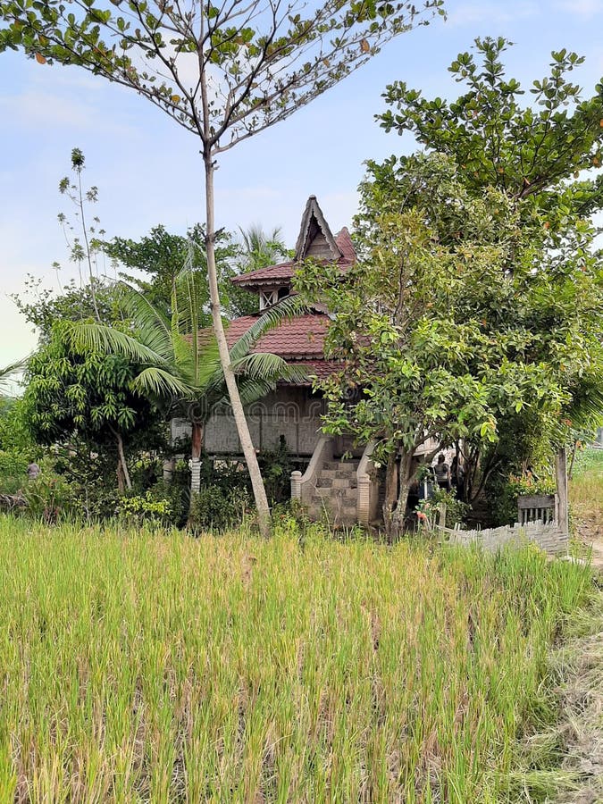Indonesian Little House in Rice Field Stock Photo - Image of little ...
