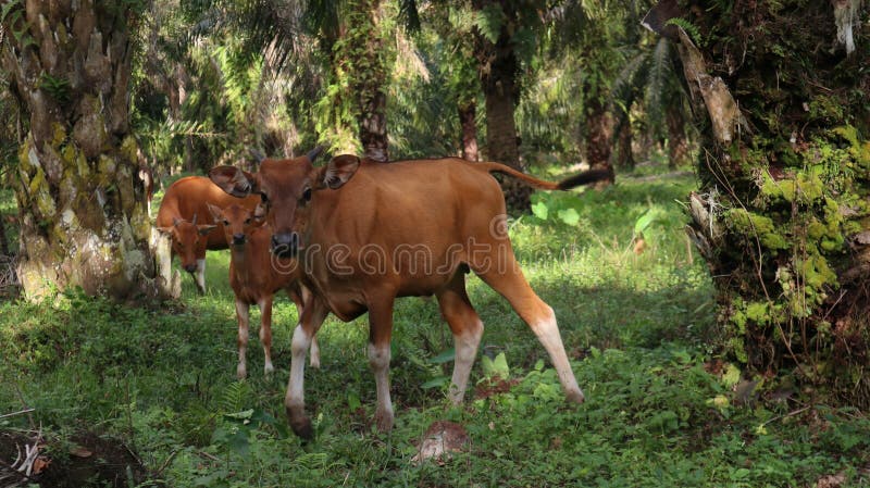 Indonesian local cows stock photo. Image of idul, livestock - 281927882