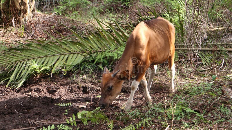 Indonesian local cows stock photo. Image of grass, countryside - 281928028