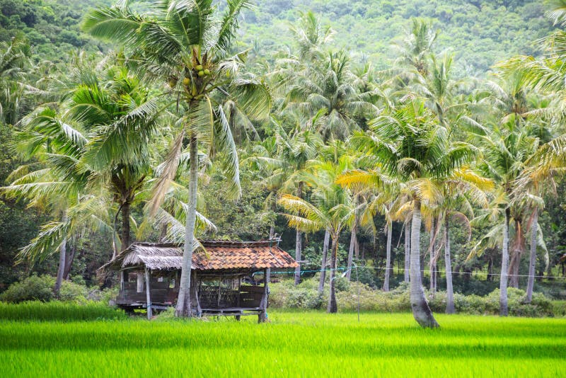 Local Hut in Jungles Indonasia Kalimantan Stock Image - Image of ritual ...