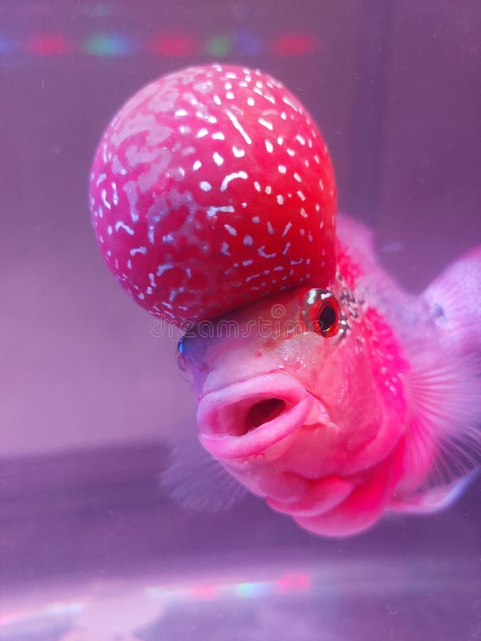 Indonesian Local Louhan Fish Stock Image - Image of pink, dessert ...