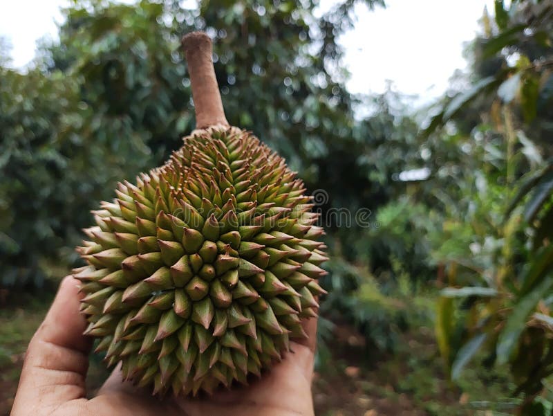 Bawor Durian Tree from Indonesia Stock Image - Image of branch, berry ...