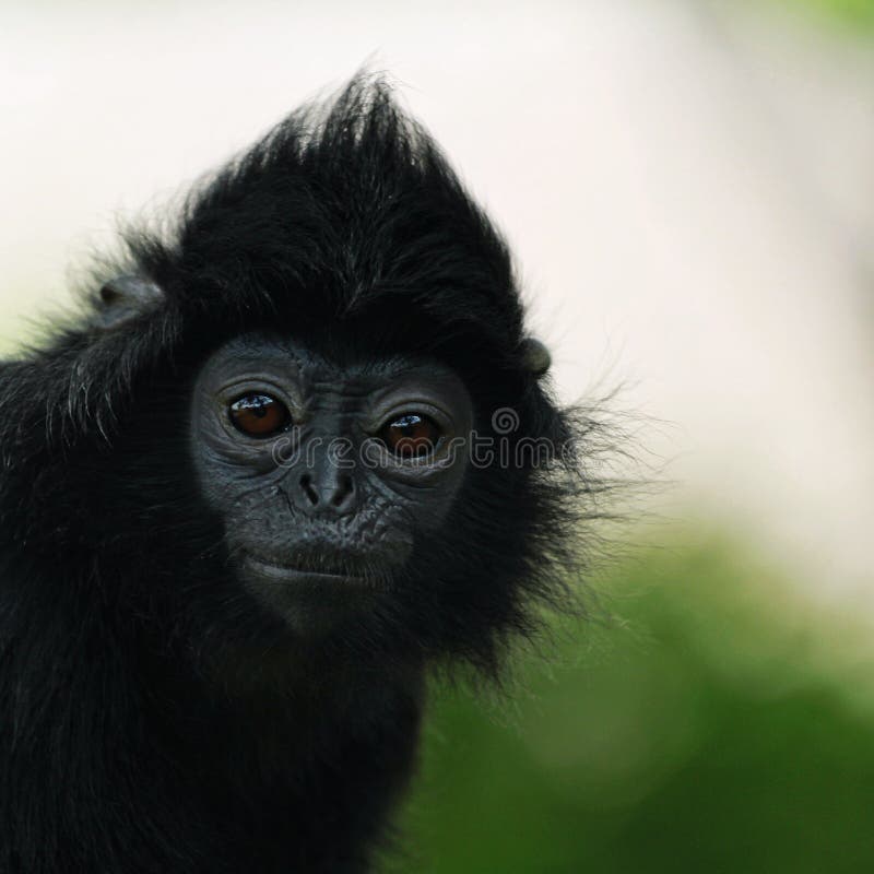 Indonesian Monkey in Captivity Stock Photo - Image of wildlife, gorilla ...