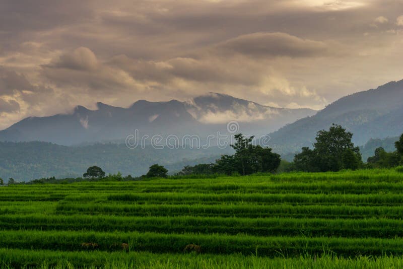 Indonesian Morning Scenery in Green Rice Fields Stock Photo - Image of ...