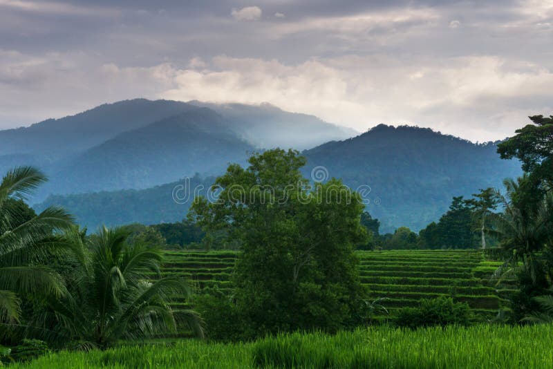Indonesian Morning Scenery in Green Rice Fields Stock Photo - Image of ...