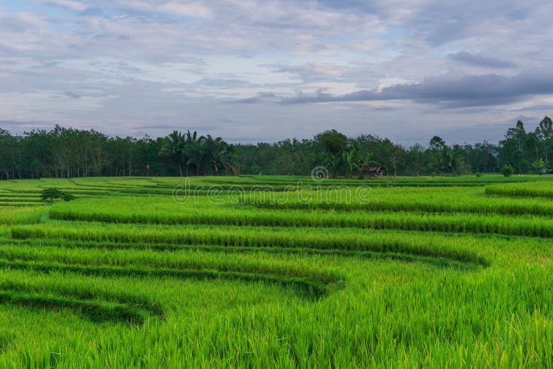 Indonesian Morning View in Green Rice Fields Stock Image - Image of ...