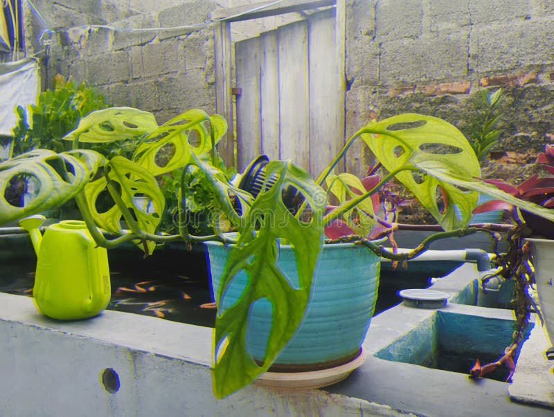 In Indonesian this Name is & X22;Janda Bolong& X22; Stock Photo - Image ...