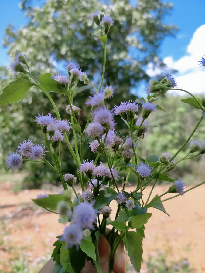 Indonesian native flowers stock photo. Image of shrub - 248960562