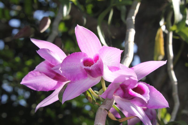 Indonesian Orchid Flower Bloom Stock Photo - Image of flower, blossom ...