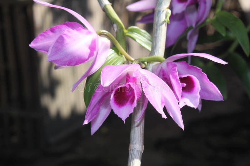 Indonesian Orchid Flower Bloom Stock Photo - Image of wildflower, leaf ...