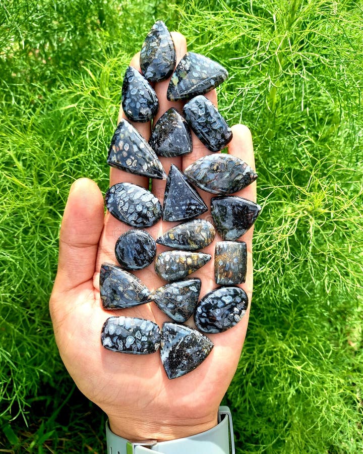 Indonesian Palmwood Cabochons Style Stock Photo - Image of tree, limb ...