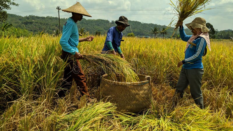 Indonesian People Harvest they Rice Editorial Image - Image of harvest ...