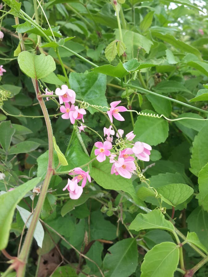 Flower Vines Shells Texture Stock Image - Image of color, design: 2638271