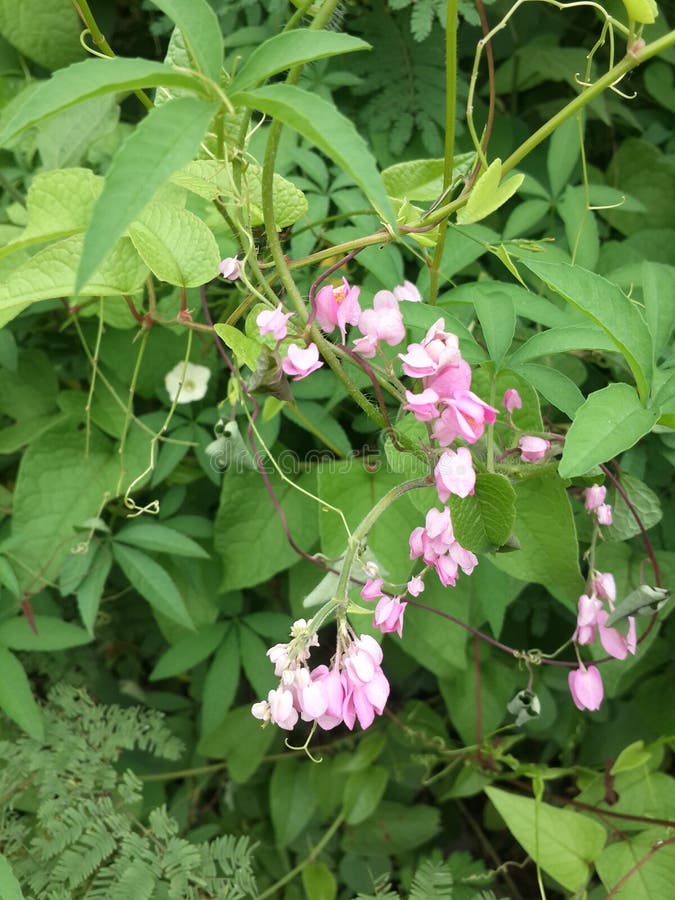 Flower Vines Shells Texture Stock Image - Image of color, design: 2638271