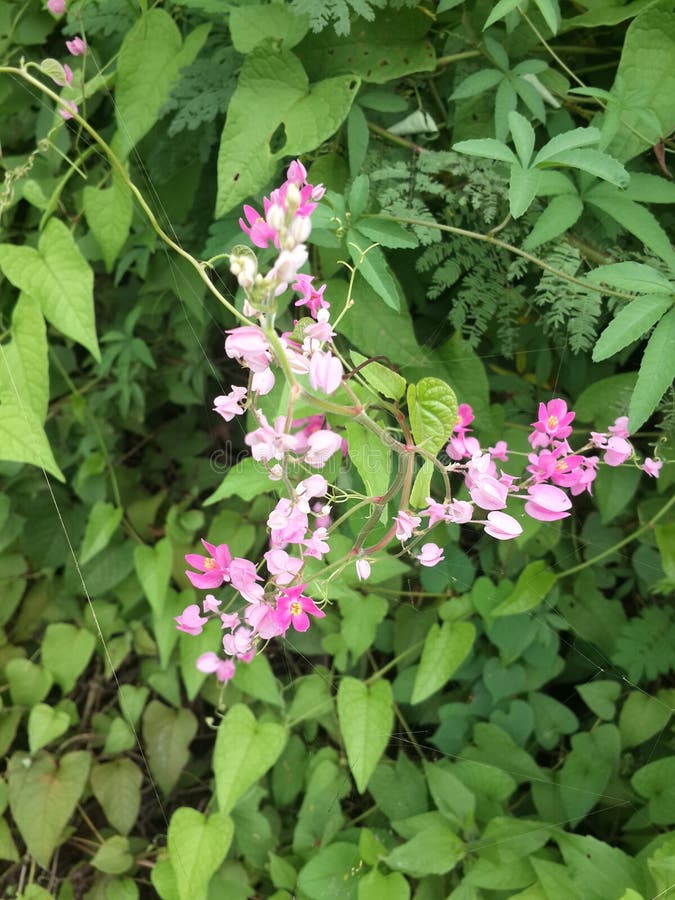 Flower Vines Shells Texture Stock Image - Image of color, design: 2638271