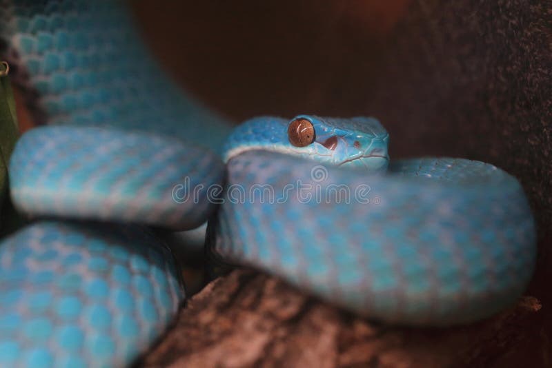 340 Indonesian Pit Viper Stock Photos - Free & Royalty-Free Stock ...