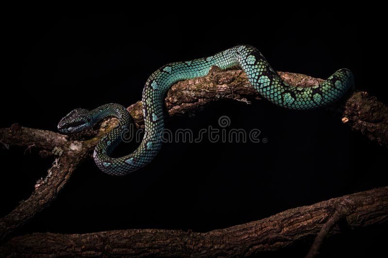 Indonesian Pit Viper Snake Indoors Stock Photo - Image of forest ...