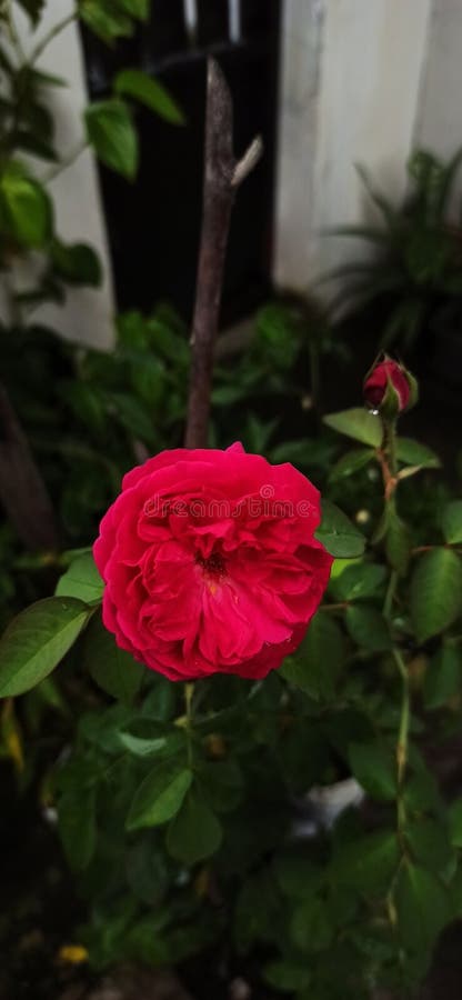 Indonesian Plant Red Roses Stock Photos - Free & Royalty-Free Stock ...