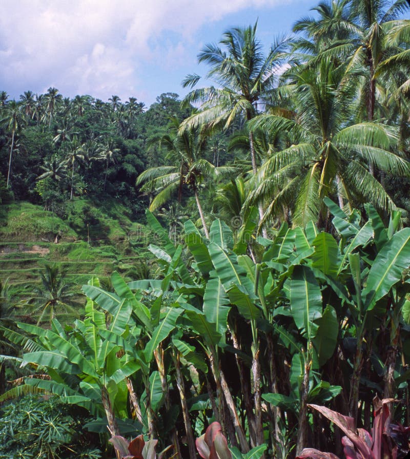 Indonesian Rainforest stock image. Image of pacific, green - 2748945