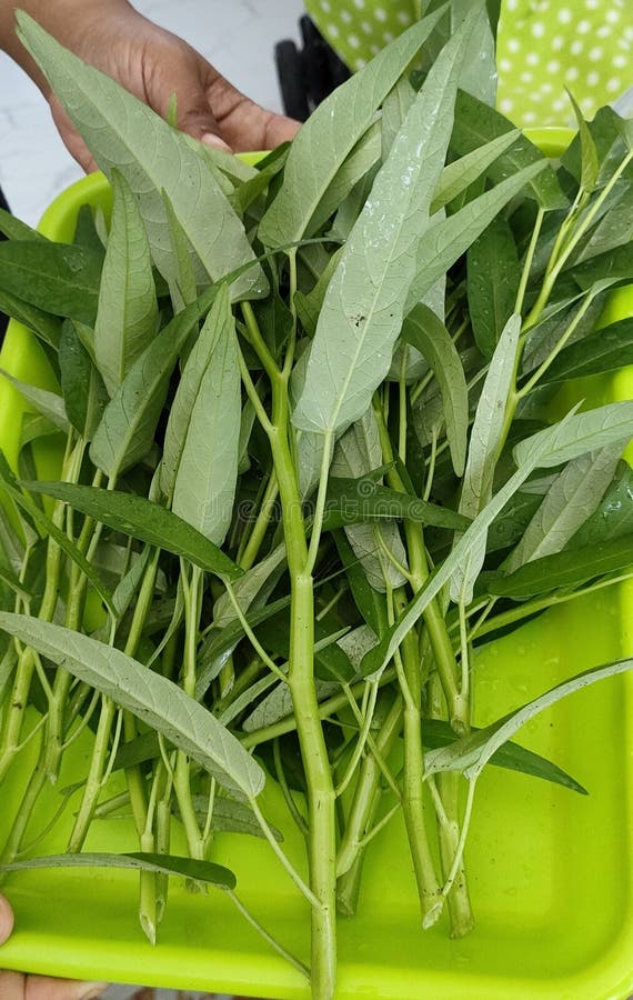 Indonesian Raw Water Spinach Stock Image - Image of indonesian, veggies ...